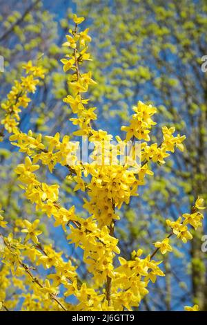 Blooming bush with small yellow flowers in spring in the park Stock ...