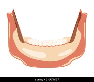 Mandible Lower jaw bone. Skeleton anatomy human. Skeletal system cross ...