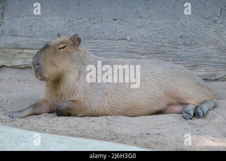 A sleepy capybara enjoys the sunshine Stock Photo - Alamy