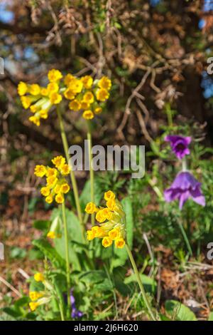 Cowslips in spring sunshine in a field in Norfolk, England, UK Stock ...