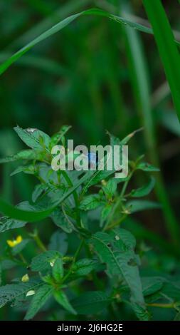 Blue shieldbug (Zicrona caerulea) on its host plant on the edge of the ...