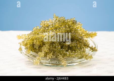 Umibudou or sea grapes a popular seaweed / algae eaten in Okinawa ...