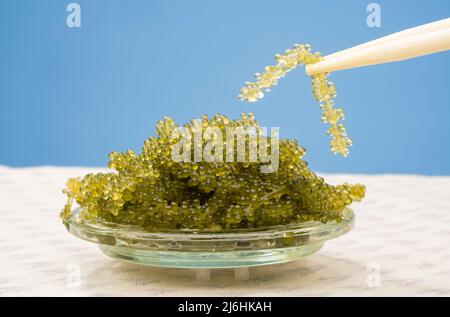 Umibudou or sea grapes a popular seaweed / algae eaten in Okinawa ...