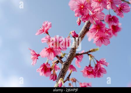 Hikanzakura, also known as the Ryukyu kanhizakura Cherry blossom in ...