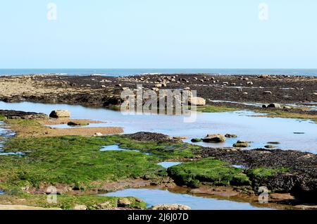 The rock pools and glistening sea of Robin Hood's Bay, Yorkshire, UK ...