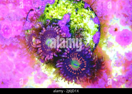 Colorful zoanthids polyps, close up photography Stock Photo - Alamy