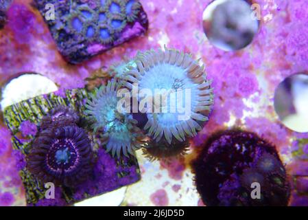 Colorful zoanthids polyps, close up photography Stock Photo - Alamy