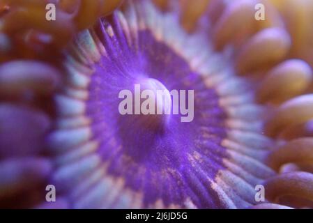 Colorful zoanthids polyps, close up photography Stock Photo - Alamy