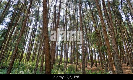 Amazing pine forest of Ooty, Tamilnadu, India. One of the must visit ...