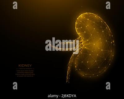 vector illustration of the structure of kidney and nephron Stock Vector ...