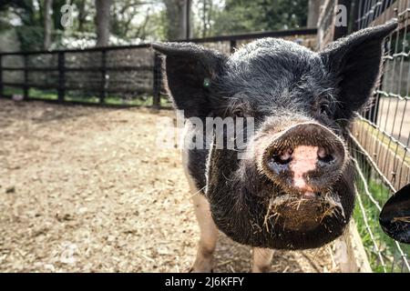An ugly pig with protruding teeth Stock Photo - Alamy