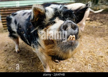 An ugly pig with protruding teeth Stock Photo - Alamy
