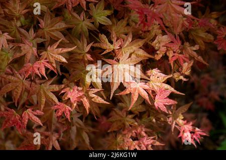 The compact red leaves of Japanese maple 'Shin-deshojoÕ Stock Photo - Alamy