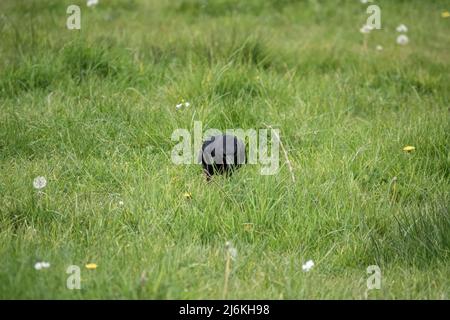 common raven (Corvus Corax) seeks out bugs and worms in lush green ...