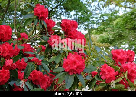 Rhododendron 'Markeeta's Prize' Stock Photo - Alamy