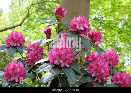 Rhododendron 'Elsie Watson' in flower Stock Photo - Alamy