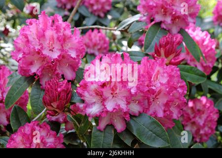 Rhododendron 'Elsie Watson' in flower Stock Photo - Alamy