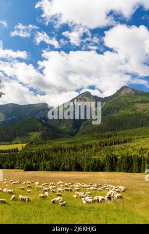flock of sheep in Belianske tatras mountains, Slovakia Stock Photo - Alamy