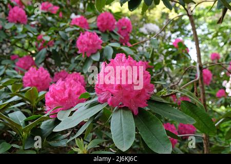 Pink Rhododendron 'Cynthia' in flower Stock Photo - Alamy
