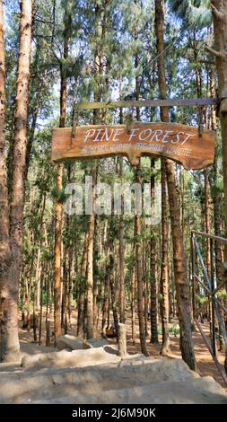 Amazing pine forest of Ooty, Tamilnadu, India. One of the must visit ...