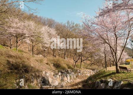 Cherry blossoms mountain at Sangdangsanseong Natural Recreational ...
