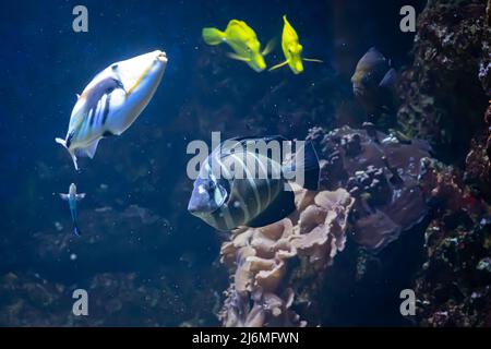 a blue sailfin tang swimming by an ocean coral underwater Stock Photo ...