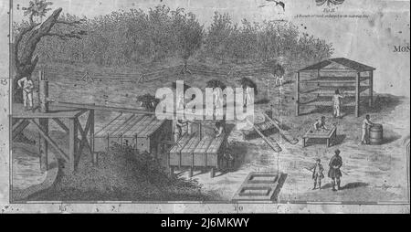 Indigo processing in South Carolina in the 18th century. The work was ...