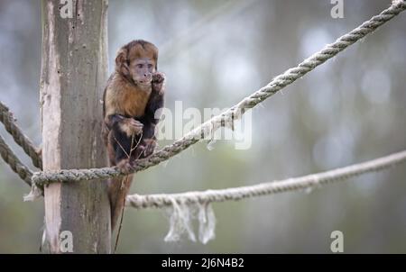 Golden-Bellied Capuchin, Sapajus xanthosternos, also known as the ...