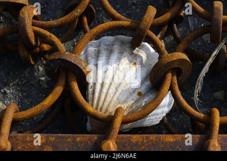 Dry Scallops and crab in iron net - Harbour of Honfleur - Calvados ...