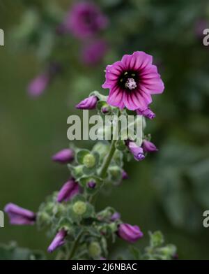 Nature Spring Season Backgrounds close up of purple crocus flowers with ...