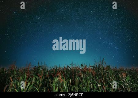 Night Starry Sky Above corn Field maize Plantation. Glowing Stars Above ...