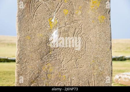 Pictish standing stone, Brough of Birsay, Orkney, UK 2022 Stock Photo ...