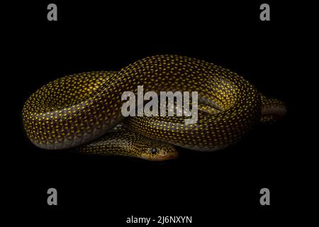 YELLOW-SPOTTED WOLF SNAKE Lycodon flavomaculatus. Close up of head ...