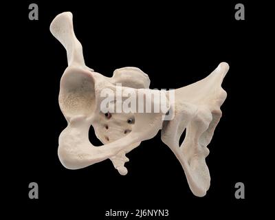 medical accurate illustration of the hip bone, human pelvis, femur ...