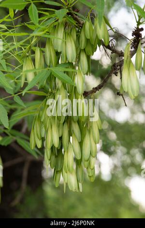 Seeds or fruit of an ash tree, Fraxinus excelsior, known as keys Stock ...