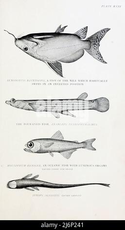 Four-eyed fish (Anableps anableps) in the aquarium. These fish live in ...