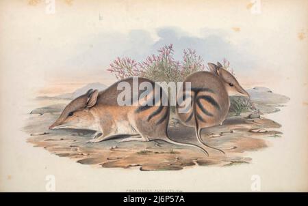 Perameles bougainville Gould Stock Photo - Alamy