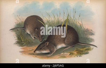 A quenda or western brown bandicoot (Isoodon fusciventer), a small ...