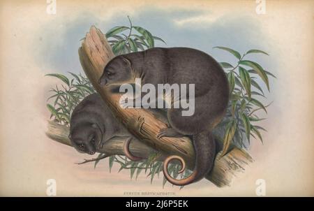 The common white spotted cuscus in the prison Stock Photo - Alamy