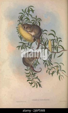 Eastern Pygmy Possum Cercartetus nanus Photographed in Tasmania ...