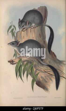 The brush-tailed phascogale (Phascogale tapoatafa), also known by its ...
