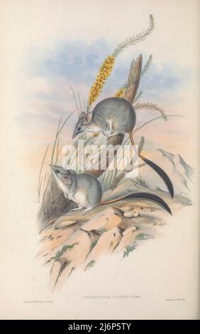 The brush-tailed phascogale (Phascogale tapoatafa), also known by its ...