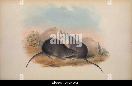 Dusky antechinus marsupial mouse in morning sun on moss at Mount ...