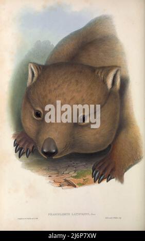 Wombat, Phascolomys wombat. Vintage lithography, Mammals of Australia ...