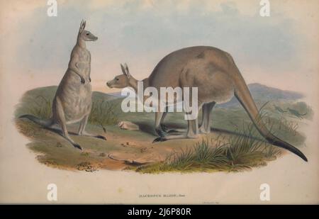 Kangaroo, Macropus major. . Vintage lithography, Mammals of Australia ...