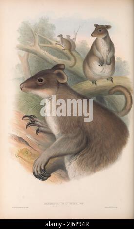 The Kangaroo. The kangaroo is a marsupial from the family Macropodidae ...