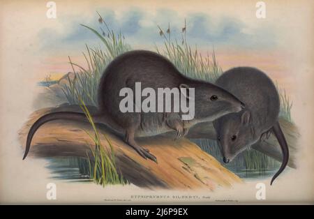 the Potoroo is a small nocturnal marsupial which lives in small groups ...