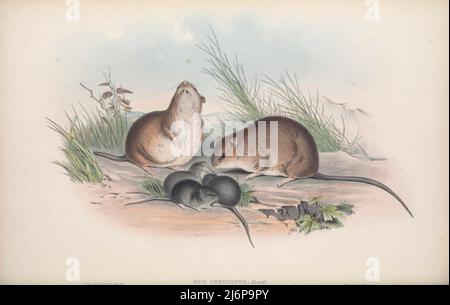 Mosaic-tailed rat, fawn-footed mosaic-tailed rat (Melomys cervinipes ...