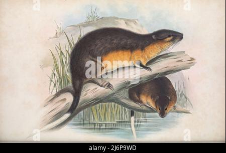 Native water rat, Australia Stock Photo - Alamy