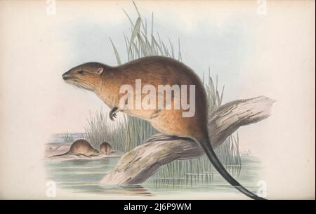 Native water rat, Australia Stock Photo - Alamy